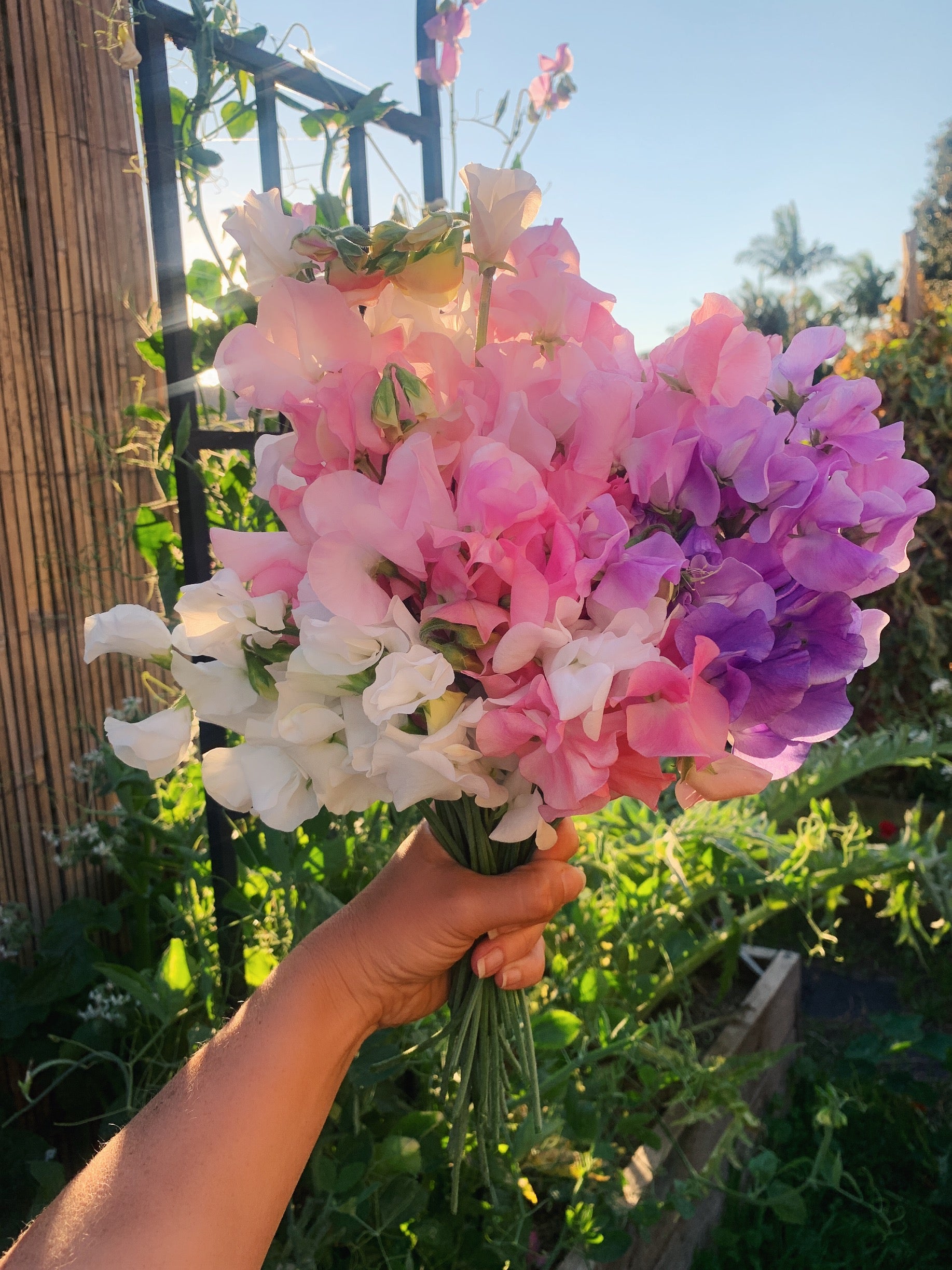 How to Germinate Sweet Peas – Urban Veggie Patch Market