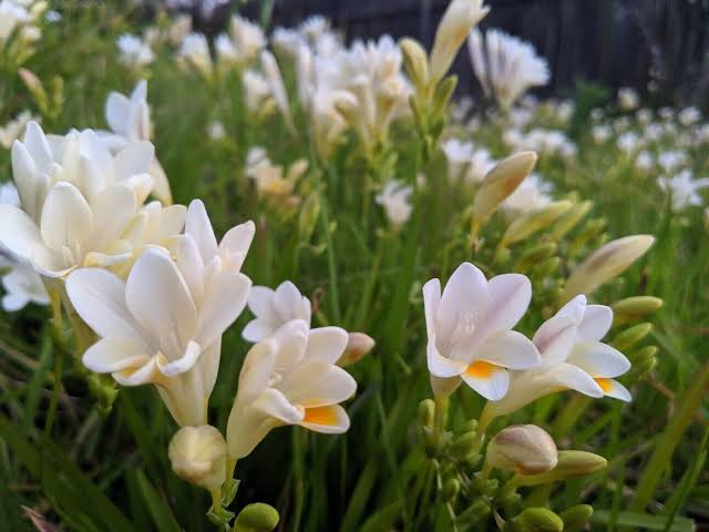 Freesia Refracta Alba (Grandma's Favourite) 8pk – Urban Veggie Patch Market