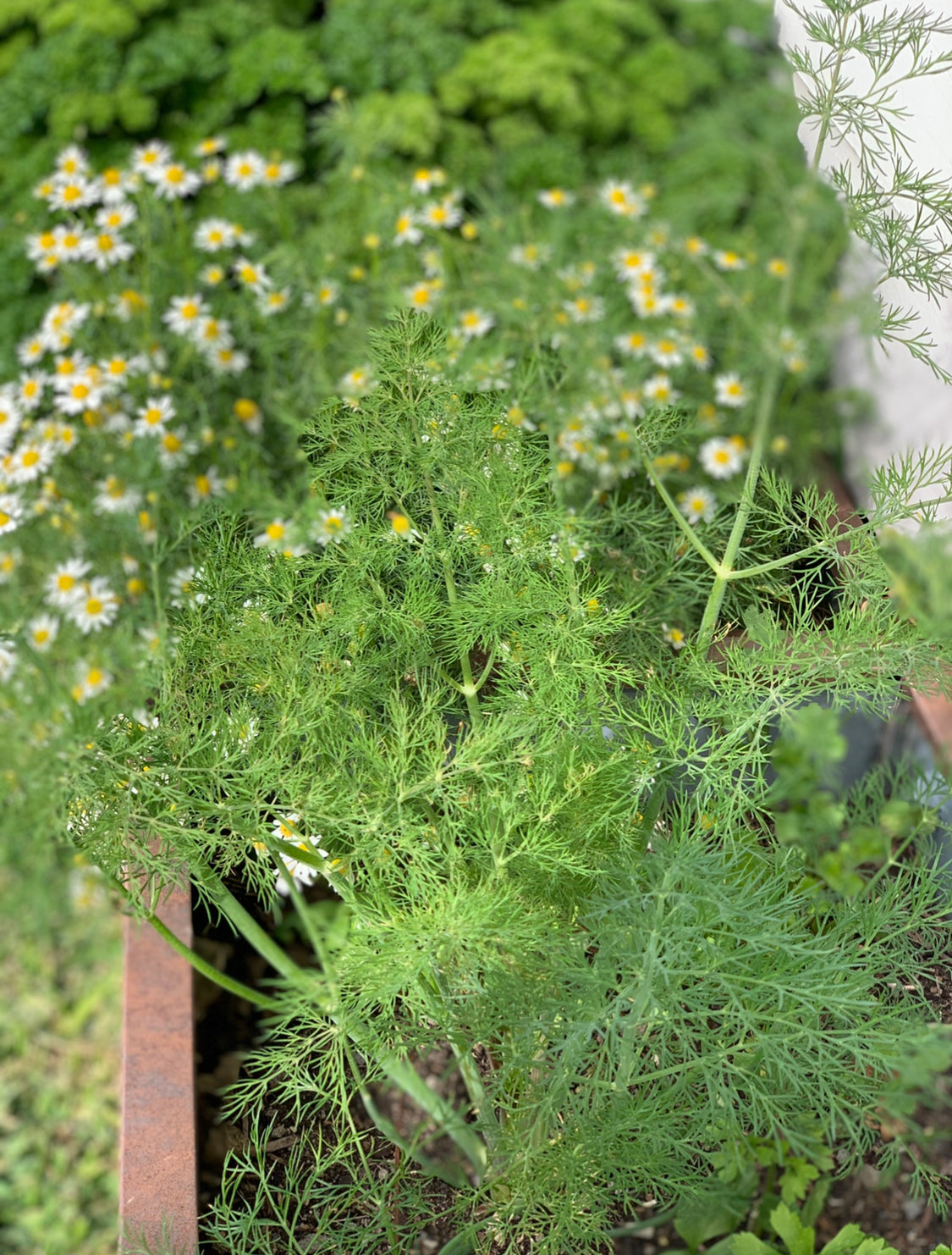 Dill Mammoth – Urban Veggie Patch Market