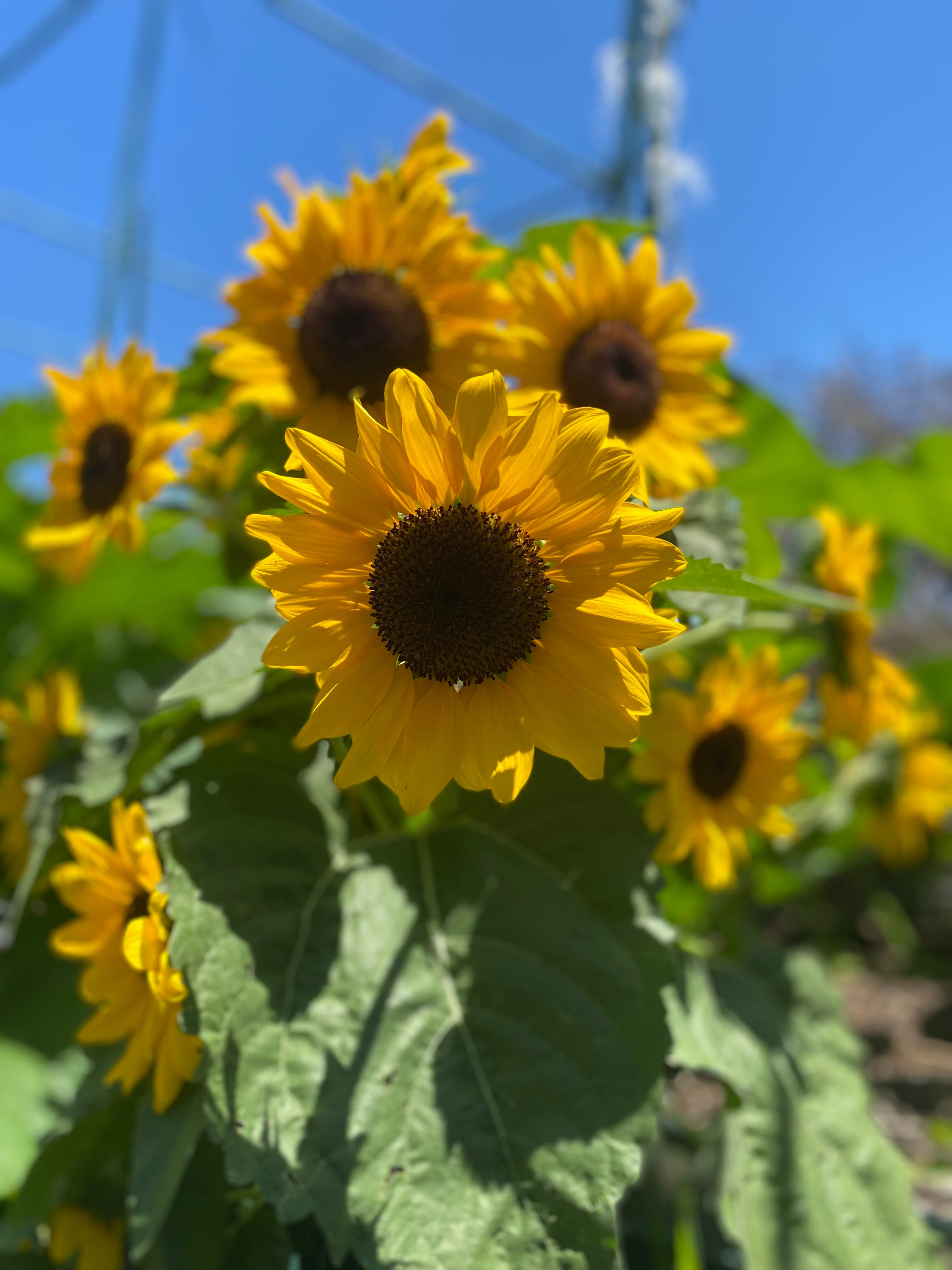 Sunflower Sunbird – Urban Veggie Patch Market