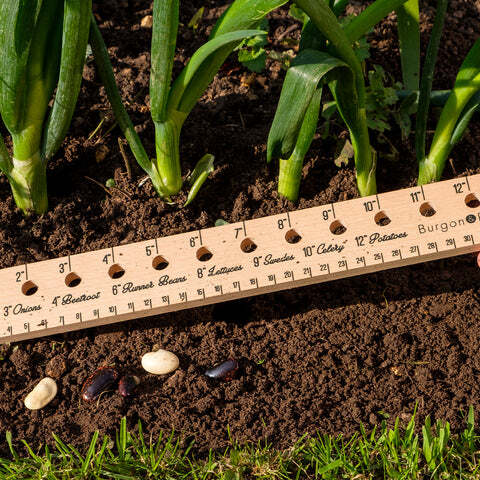Planting Ruler – Urban Veggie Patch Market