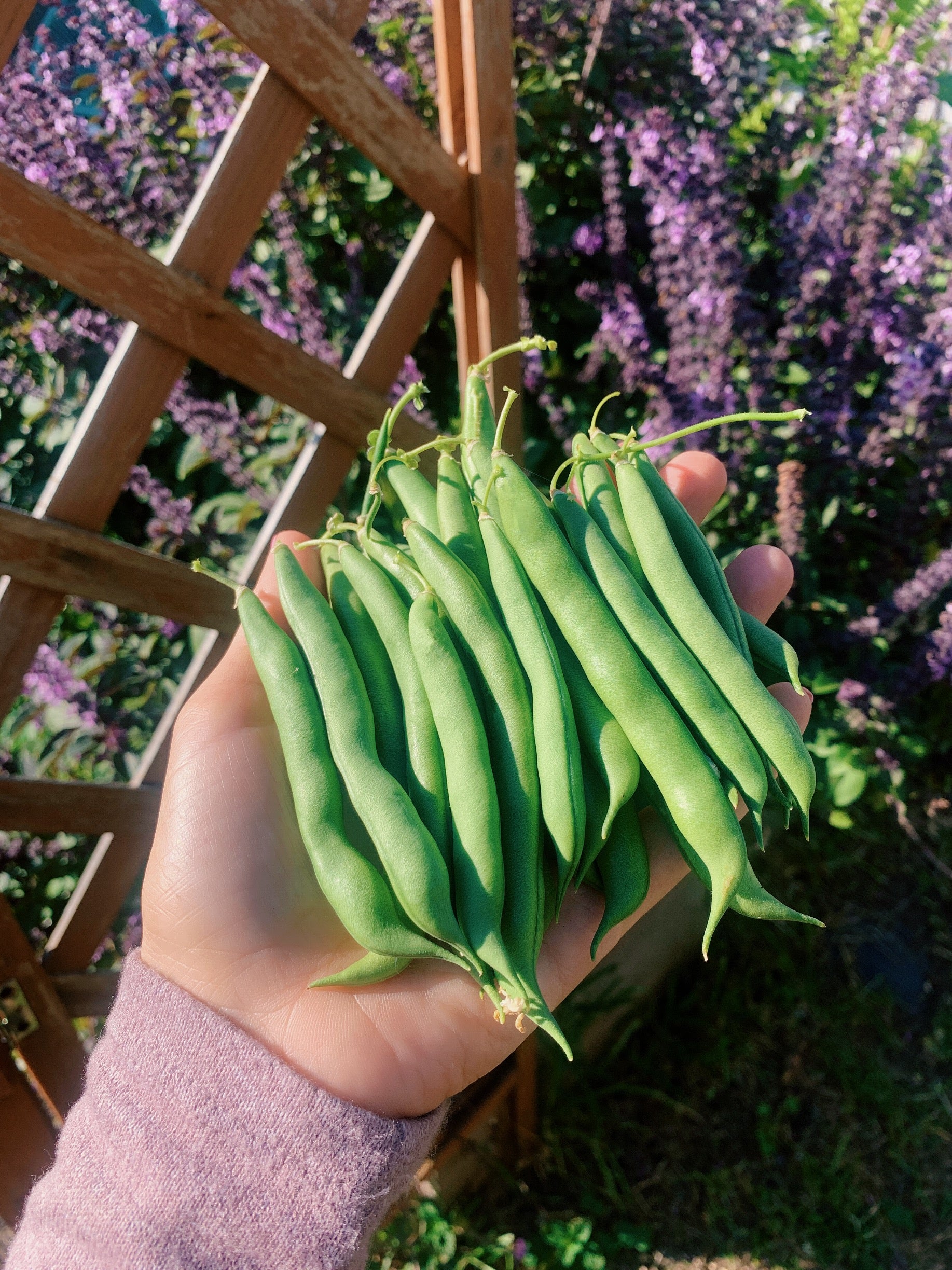 Bean Blue Lake (Climbing) – Urban Veggie Patch Market