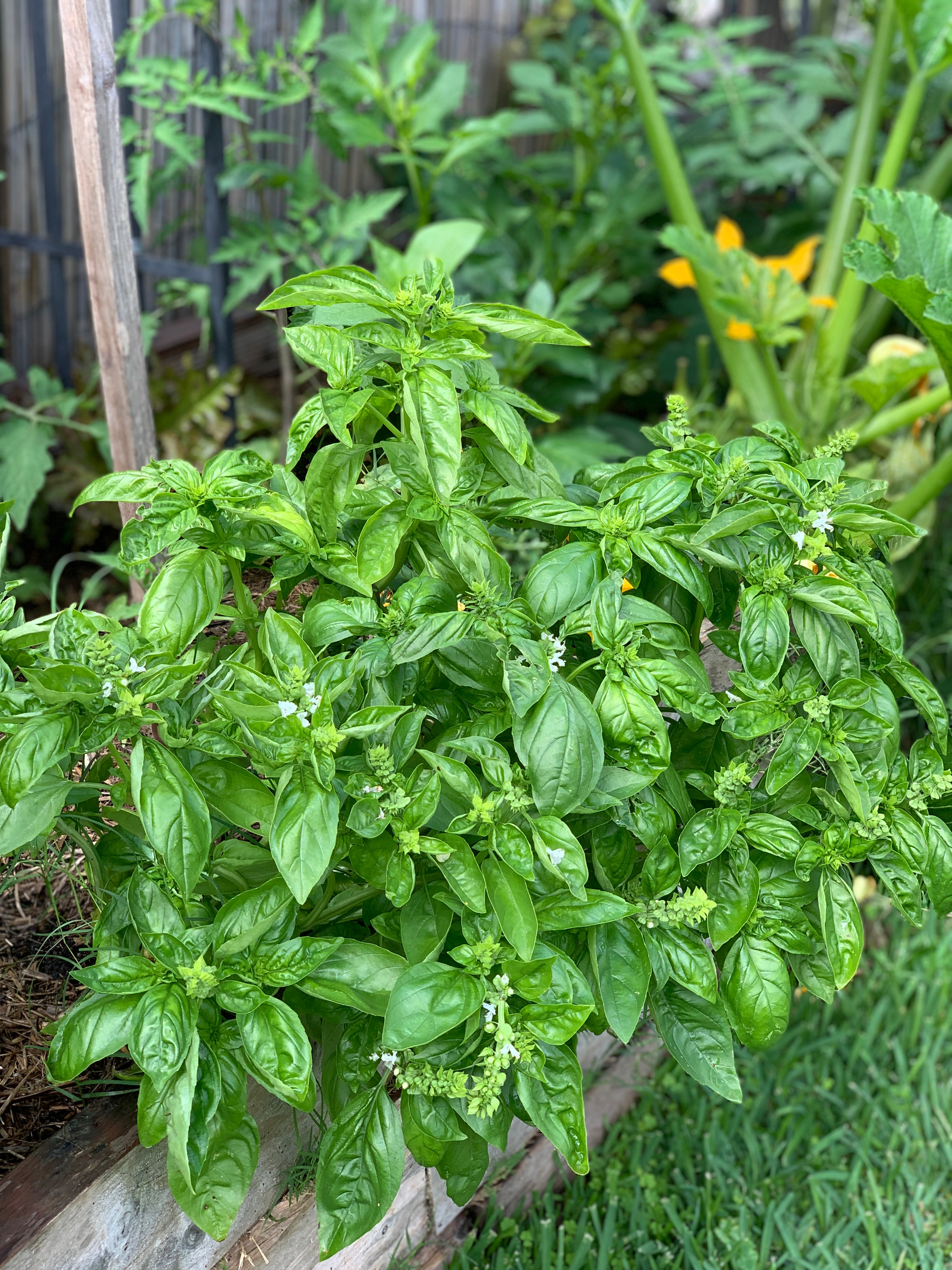 Basil Genova – Urban Veggie Patch Market