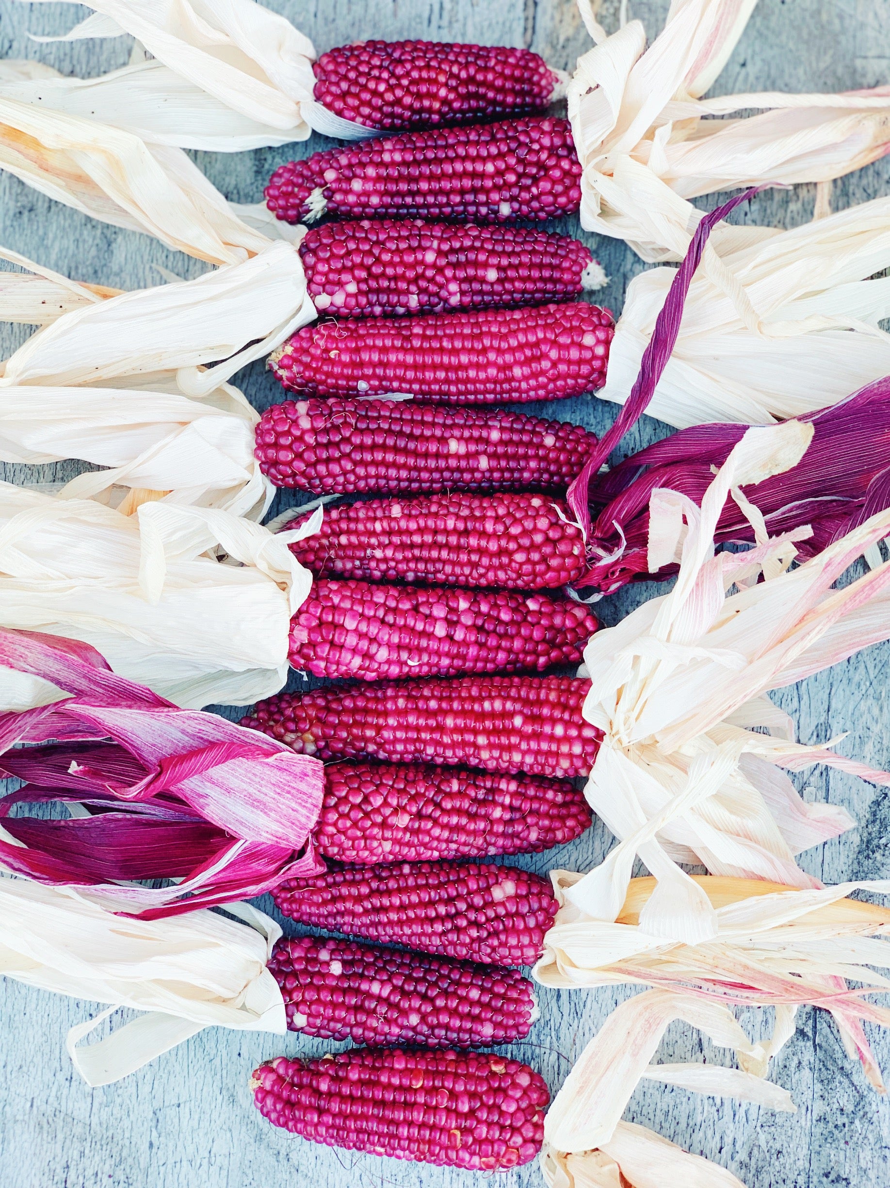 Corn Pink Popping – Urban Veggie Patch Market