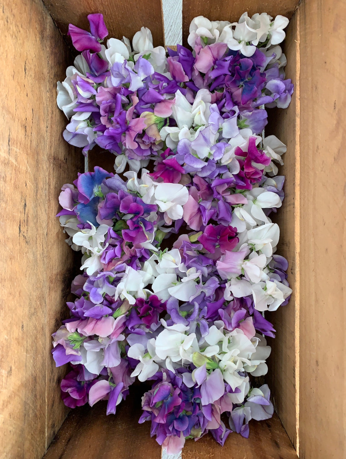 Sweet Pea Urban Veggie Patch Mix – Urban Veggie Patch Market
