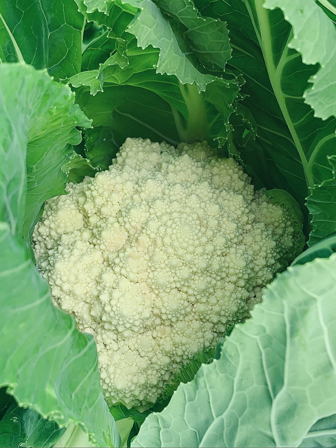 Cauliflower Early Jesi – Urban Veggie Patch Market