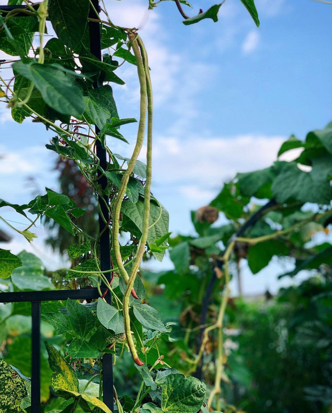 Snake Bean Red Dragon – Urban Veggie Patch Market