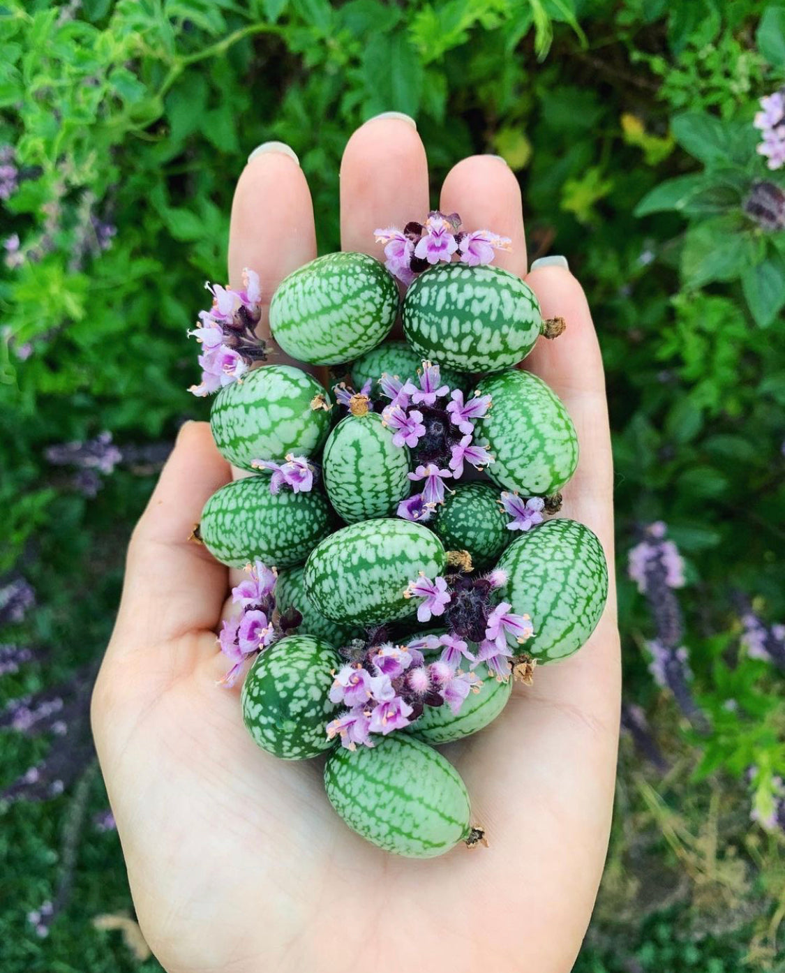 Cucamelons – Urban Veggie Patch Market